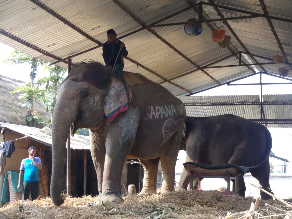chitwan elephant rides | Wright Outta Nowhere